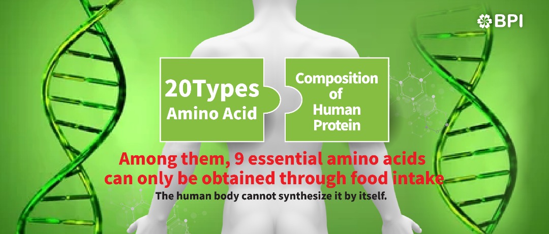 Plant Protein VS Animal Protein – BPI2U