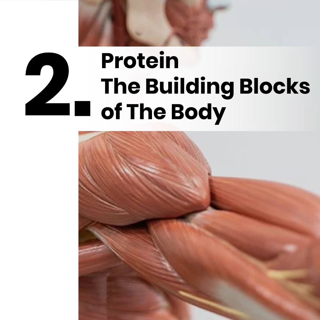 Important Nutrients That Your Body Needs – BPI2U